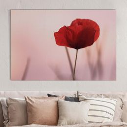 Bilderwelten Akustikbild rosa Motiv Schallschutzbild - Mohnbl&uuml;te in der D&auml;mmerung - Mohn Wohnzimmer Schlafzimmer