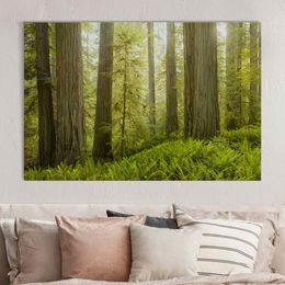 Bilderwelten Akustikbild Wald gr&uuml;n Motiv Schallschutzbild - Redwood State Park Waldblick - B&auml;ume Wohnzimmer Schlafzimmer