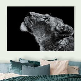 Bilderwelten Akustikbild Tiere schwarz weiss Motiv Schallschutzbild - Portrait einer L&ouml;win - L&ouml;we Wohnzimmer Schlafzimmer