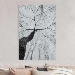 Bilderwelten Akustikbild Wald schwarz weiss Motiv Schallschutzbild - Baumkronen im Himmel - B&auml;ume Wohnzimmer Schlafzimmer