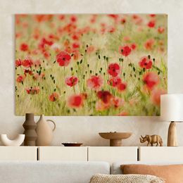 Bilderwelten Akustikbild Blumen gr&uuml;n Motiv Schallschutzbild - Summer Poppies - Mohn Wohnzimmer Schlafzimmer