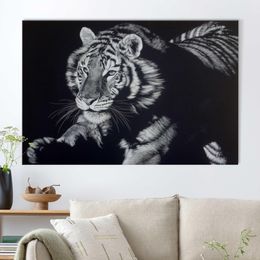 Bilderwelten Akustikbild Tiere schwarz weiss modern Schallschutzbild - Tiger im Sonnenlicht vor Schwarz - Tiger Wohnzimmer Schlafzimmer