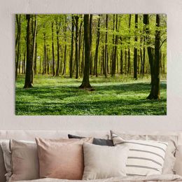 Bilderwelten Akustikbild Wald gr&uuml;n Motiv Schallschutzbild - Waldwiese - B&auml;ume Wohnzimmer Schlafzimmer