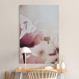 Bilderwelten Akustikbild rosa Motiv Schallschutzbild - Zartrosane Mohnbl&uuml;te mit Wassertropfen - Mohn Wohnzimmer Schlafzimmer
