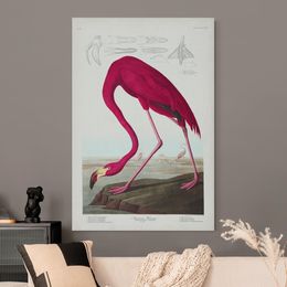 Akustikbild Vintage Lehrtafel Amerikanischer Flamingo