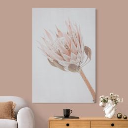 Akustikbild Protea K&ouml;nigin der Bl&uuml;ten