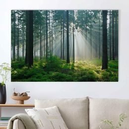 Bilderwelten Akustikbild Wald gr&uuml;n Motiv Schallschutzbild - Enlightened Forest - B&auml;ume Wohnzimmer Schlafzimmer