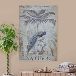 Akustikbild Shabby Chic Collage - Pfau