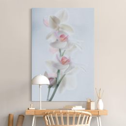 Bilderwelten Akustikbild weiss Motiv Schallschutzbild - Zerbrechliche Orchidee - Orchidee Wohnzimmer Schlafzimmer