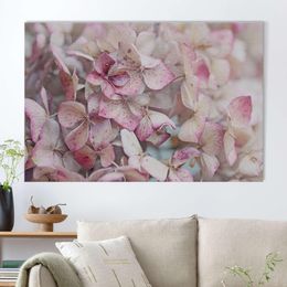 Bilderwelten Akustikbild Blumen rosa modern Schallschutzbild - Close-Up Rosa Hortensie - Wandbild Wohnzimmer Schlafzimmer