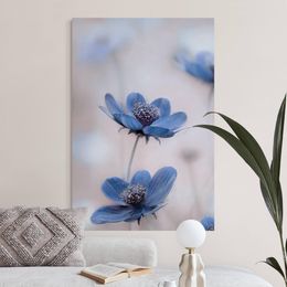 Bilderwelten Akustikbild Blumen blau Motiv Schallschutzbild - Blaue Kosmeen - Wandbild Wohnzimmer Schlafzimmer