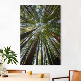 Bilderwelten Akustikbild Wald gr&uuml;n Motiv Schallschutzbild - Mammutbaum Baumkronen - B&auml;ume Wohnzimmer Schlafzimmer