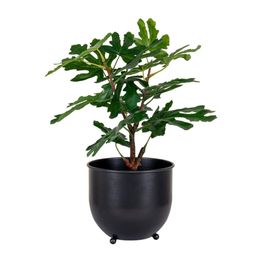 House Nordic Kunstpflanze "Fig Tree" in Grün - (H)50 cm - 51% | Kerzen-vasen