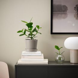 IKEA KLOTL&Ouml;NN Blumentopf mit Untersetzer