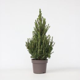 Plant in a Box - Mini-Weihnachtsbaum - Picea glauca conica 'December' - Höhe 55-75cm - ø21cm