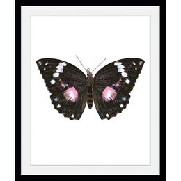 queence Bild &raquo;Marissa&laquo; Insekten Kunst Schmetterlinge historische Ereignisse 1 Stk. tlg. HD Premium Poster-Druck inkl. Holzrahmen Farbe...