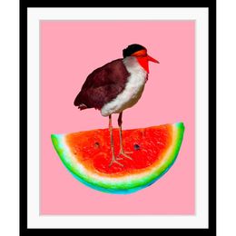 queence Bild &raquo;Josi&laquo; Kunst Lebensmittel Obst Obst Bilder Vogelbilder V&ouml;gel Wassermelone HD Premium Poster-Druck inkl. Holzrahmen schwarz Acrylglas, 