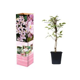 GARDENZO 3er-Set: Pflanzen Clematis Montana Rubens in Pink | Gr.: onesize