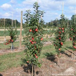 Säulen-Apfel 'Coxcolumnar ' Lieferform: Im 6 Liter Topf
