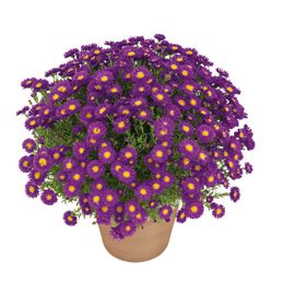 Kissen-Aster 'Turmalin ' - Aster Tumalin - C3 Lieferform: Im 3 Liter Topf