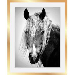 queence Bild &raquo;Pferdekopf&laquo; Gesicht Pferde Pferdebilder Schwarz-Wei&szlig; Tiere HD Premium Poster-Druck inkl. Holzrahmen in schwarz Farbe Rahmen:...