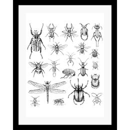 queence Bild &raquo;K&auml;fer&laquo; Insekten Kunst Schwarz-Wei&szlig; Tiere HD Premium Poster-Druck inkl. Holzrahmen schwarz Acrylglas, Holz, Papier