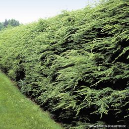 Kanadische Hemlocktanne Container, 40 - 60 cm Liefergröße: 25 - 30 cm