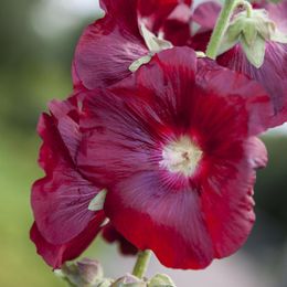 Rote Stockrose 'Mars Magic' Lieferform: Im 9 cm Topf