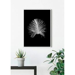 Komar Bild "Feather Black", B/H/T: 40cm x 50cm, Federn, 1 Stk., bunt, Wohnzimmer, Bilder, Wandbild zur Dekoration - ohne Rahmen