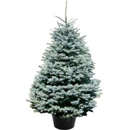 Echter Weihnachtsbaum "Edeltanne im Topf, Weihnachtsdeko", 70cm bis 90cm, gr&uuml;n, WEIHNACHTSBAUM GURU, Weihnachtsb&auml;ume