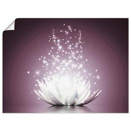 Wandbild Artland, B:40cm H:30cm, lila, Papier, Wohnzimmer, Bilder, "Magie der Lotus-Blume", als Leinwandbild, Poster, Wandaufkleber in verschied.