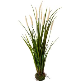 Kunstgras Creativ green "Miscanthus im Erdballen", beige (creme), H:75cm, Obermaterial: 100% Polyethylen, Kunstpflanzen