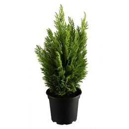 toom Konifere aufrecht gr&uuml;n 12 cm Topf