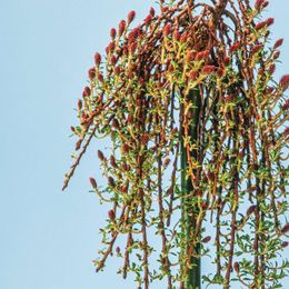 Zwerg-Kätzchenweide Liefergröße: 30 - 40 cm