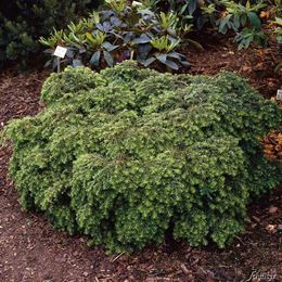 Zwergform der kanadischen Hemlocktanne Liefergröße: 20-30 cm