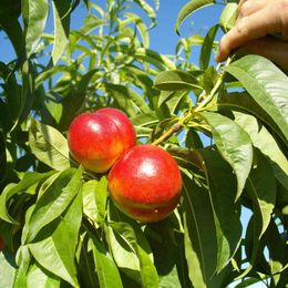 Zwerg Nektarine 'Nectarella' Liefergröße: Stammhöhe 30-40 cm, mit Krone ca. 60-80 cm