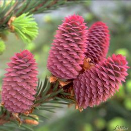 Zapfenfichte 'Acrocona' Liefergröße: 40 - 50 cm