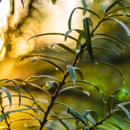 Zwerg-Sanddorn-Mann 'Hikul' Liefergröße: 25 - 30 cm
