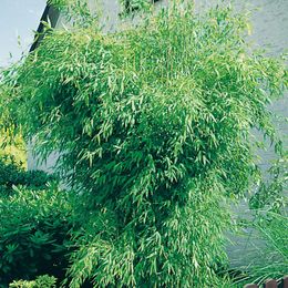 Immergr&uuml;ner Bambus / Schirmbambus /Chinarohrgras Liefergr&ouml;&szlig;e: 40 - 60 cm
