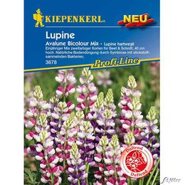 Kiepenkerl Lupine 'Avalune Bicolour Mix' Lieferform: Portionssaatgut