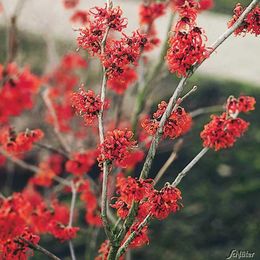 Zaubernuss 'Ruby Glow', 3 - 5 Liter, 60 - 80 cm Liefergröße: 60 - 80 cm