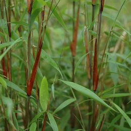 Heckenbambus 'Asian Wonder' 15 Liter Container, 100-125 cm Liefergröße: 100 - 125 cm