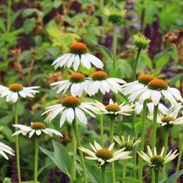 Weißer Sonnenhut 'Alba' Lieferform: Im 9 cm Topf