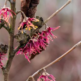 Zaubernuss 'Washington Park', 3 - 5 Liter, 40 - 60 cm Liefergröße: 40 - 60 cm