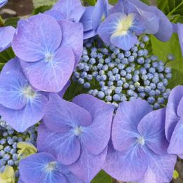 Tellerhortensie 'Blue Sky' 5 Liter Container Lieferform: Im 5 Liter Topf
