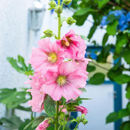 Rosa Stockrose 'Radiant Rose' Lieferform: Im 9 cm Topf