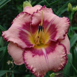 Taglilie 'New Quest' Lieferform: Im 1 Liter Topf