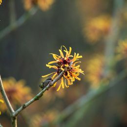 Zaubernuss 'Harry ' C5 40 - 60 Liefergröße: 40 - 60 cm