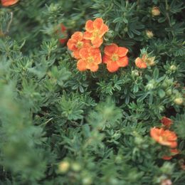Fingerstrauch 'Orangeschimmer' Liefergröße: 20 - 30 cm breit