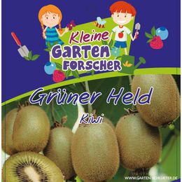 Kiwi 'Grüner Held' Kleine Gartenforscher Lieferform: Im 2 Liter Topf